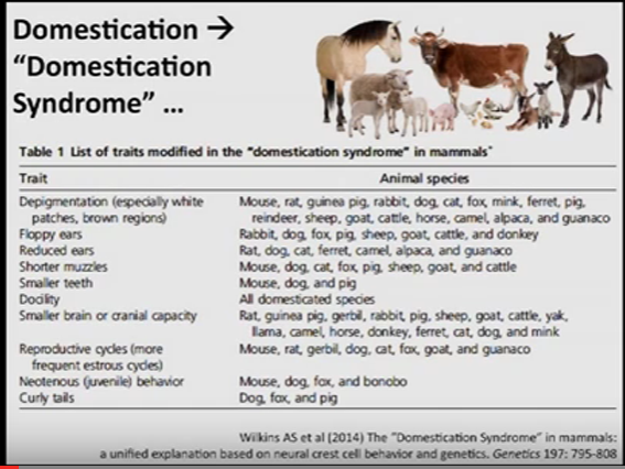 Self-domestication in humans | Pumpkin Person